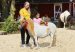 PonyparkCity | Vakantiepark met pony’s & beach!